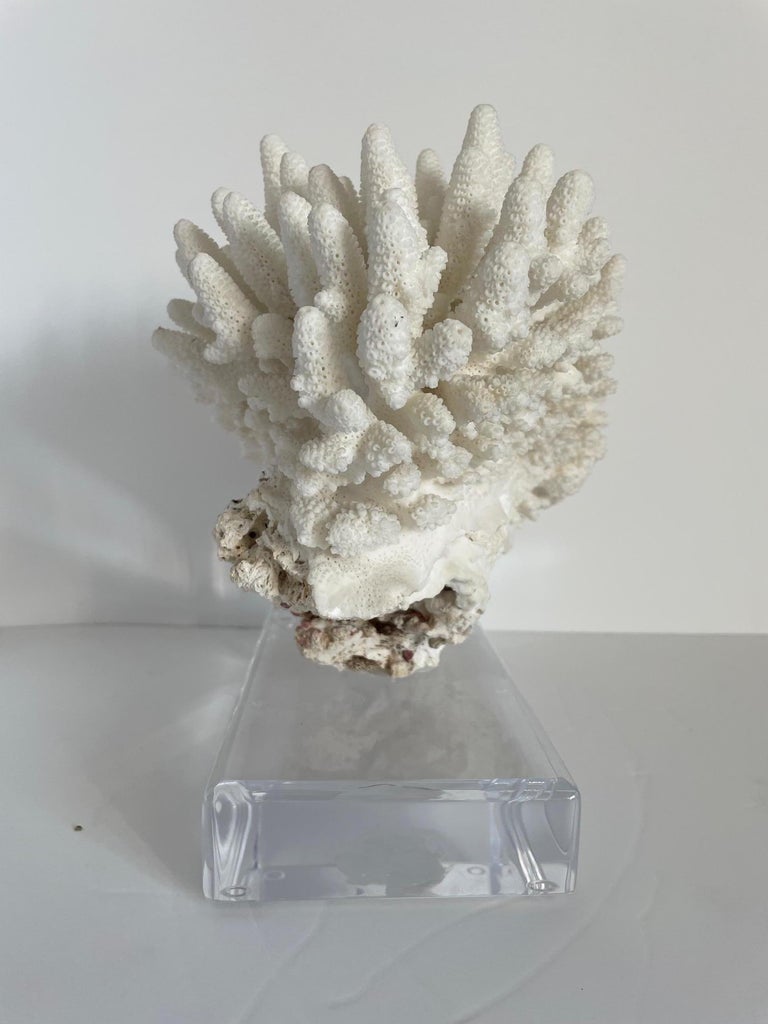 Mounted Sea Coral Sculpture For Sale at 1stDibs