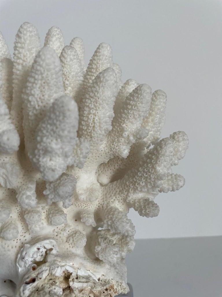 Mounted Sea Coral Sculpture For Sale at 1stDibs