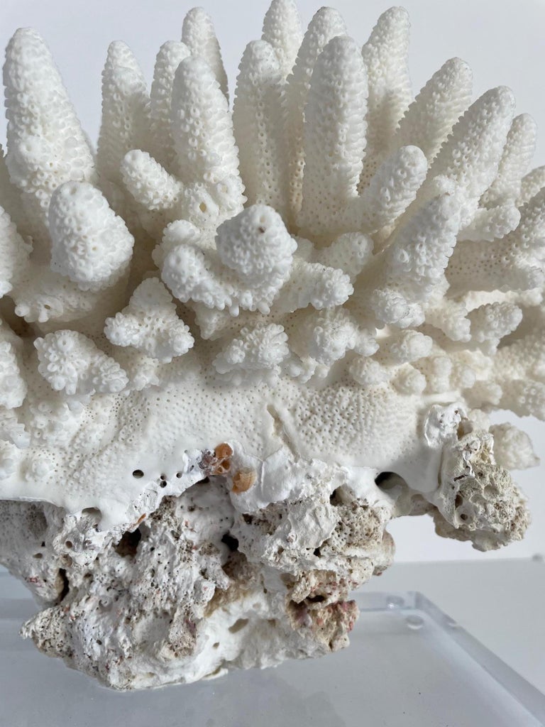 Mounted Sea Coral Sculpture For Sale at 1stDibs