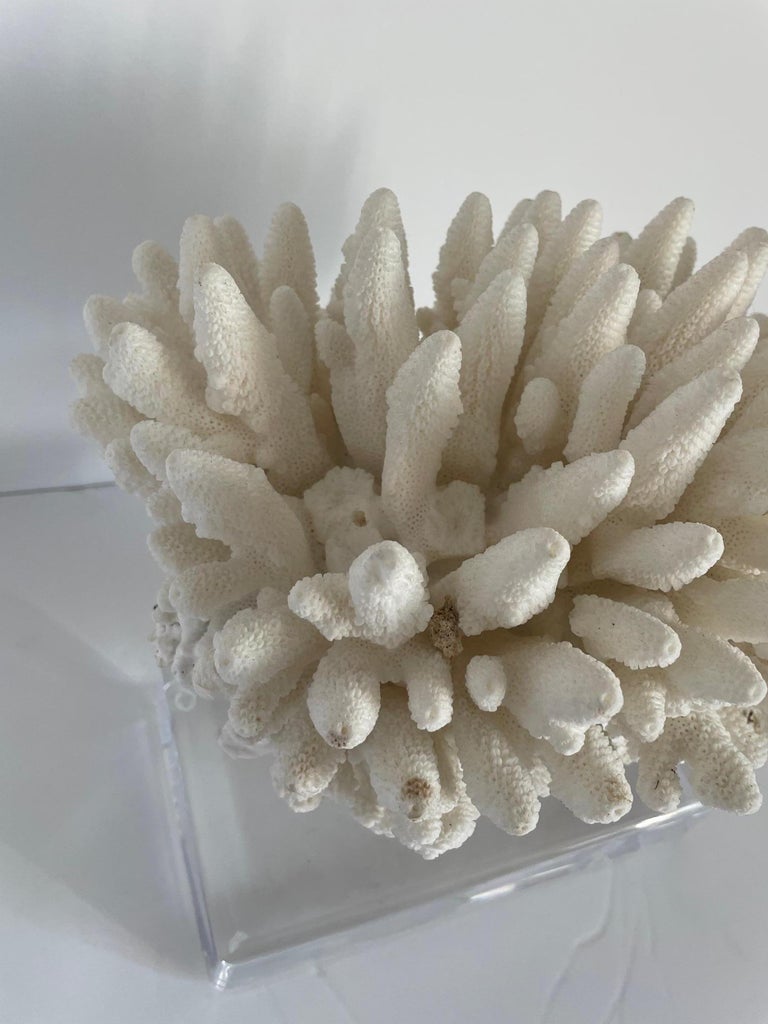 Mounted Sea Coral Sculpture For Sale at 1stDibs