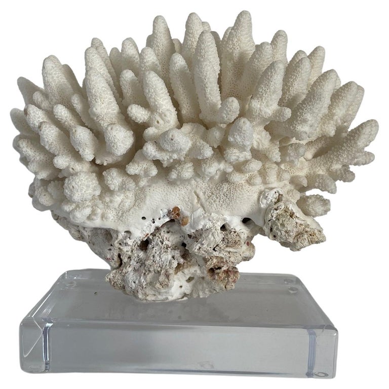 Mounted Sea Coral Sculpture For Sale at 1stDibs