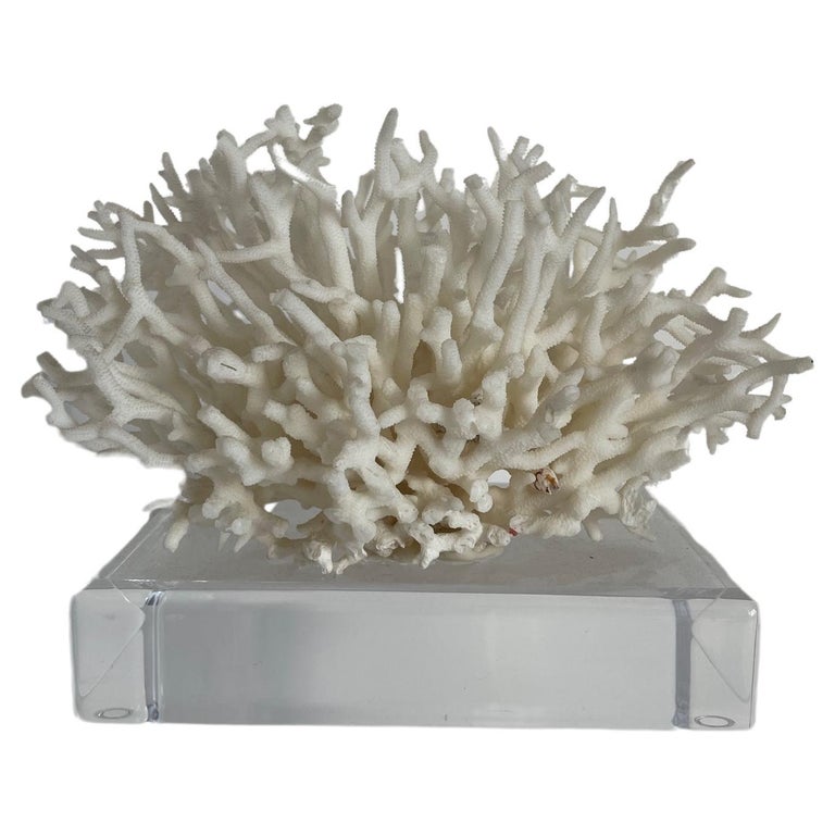 Mounted Sea Coral Sculpture For Sale at 1stDibs