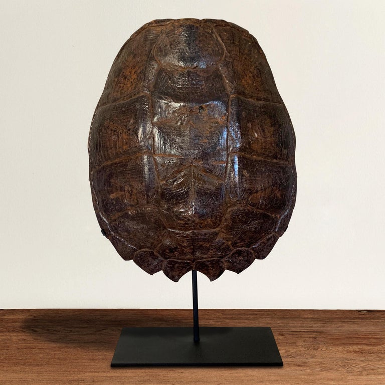 Mounted Snapping Turtle Shell at 1stDibs
