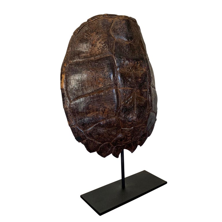 Mounted Snapping Turtle Shell at 1stDibs