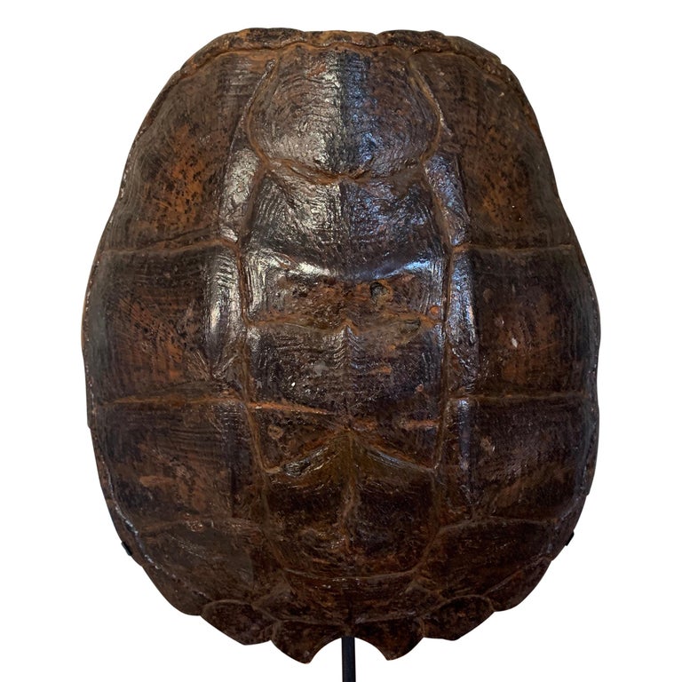 Mounted Snapping Turtle Shell at 1stDibs