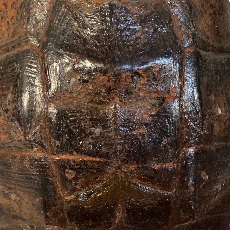 Mounted Snapping Turtle Shell at 1stDibs