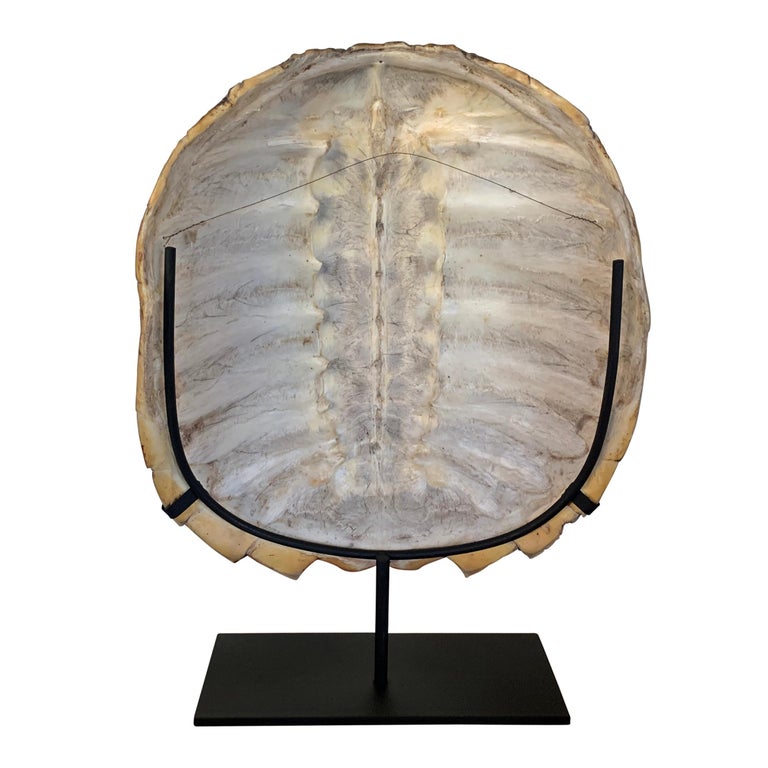 Mounted Snapping Turtle Shell at 1stDibs