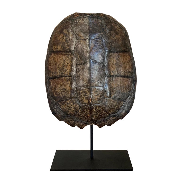 Mounted Snapping Turtle Shell at 1stDibs