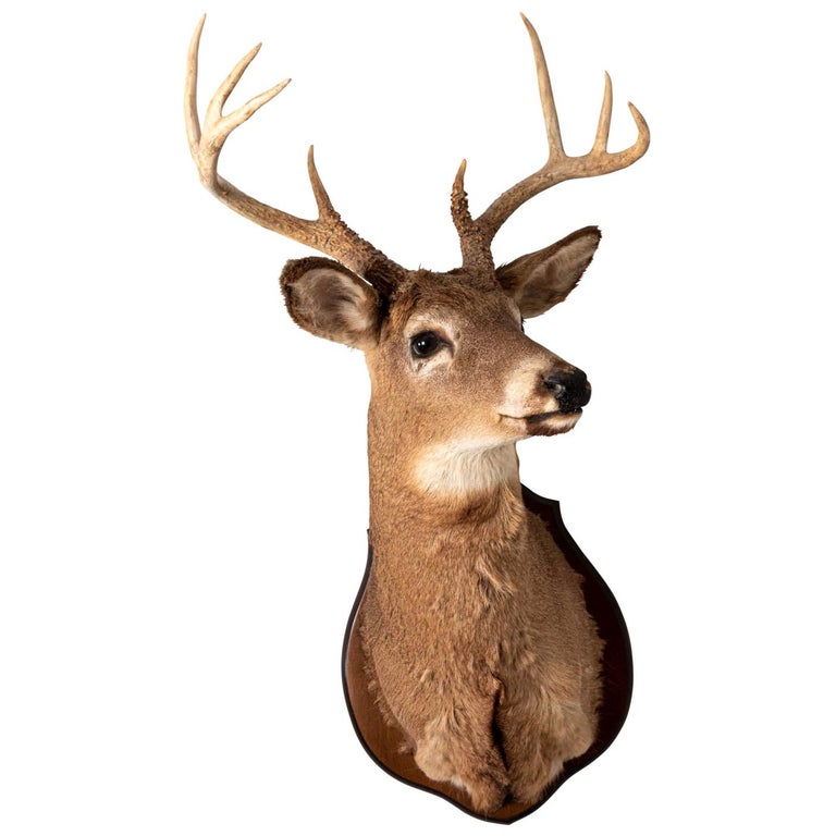 Mounted Stag Taxidermy at 1stDibs
