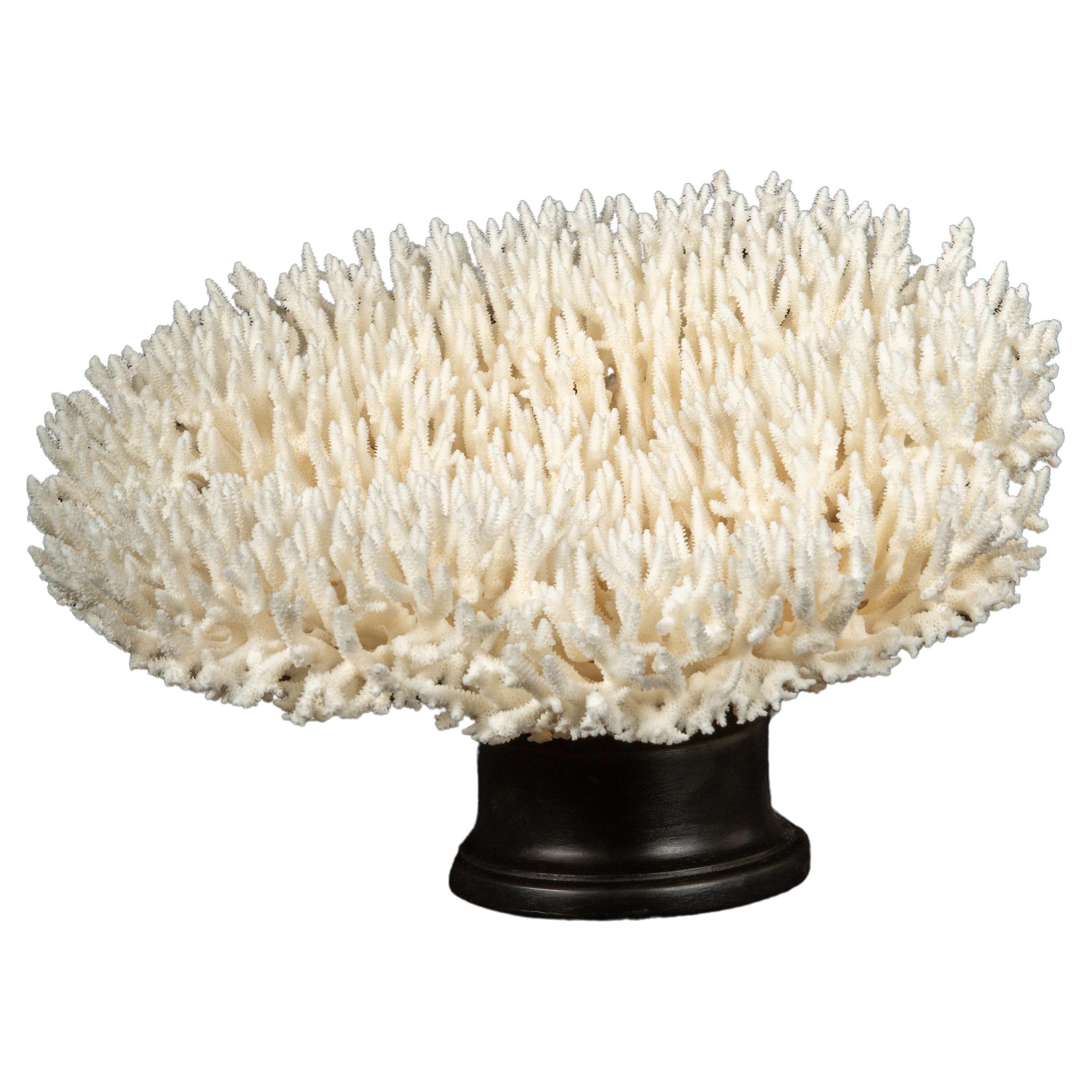 Mounted Table Coral For Sale at 1stDibs