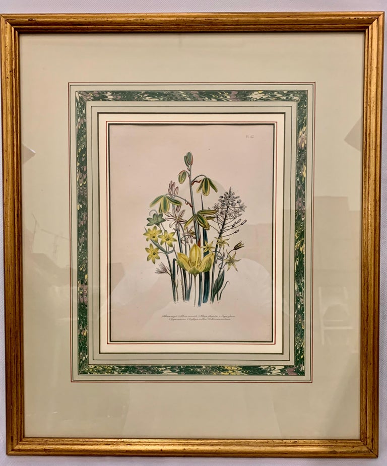 "Ladies Flower Garden of Ornamental Bulbous Plants", by Mrs. Loudon ...