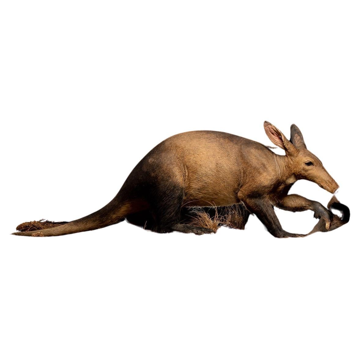Museum piece Taxidermy Aardvarken from South Africa on imitation ...