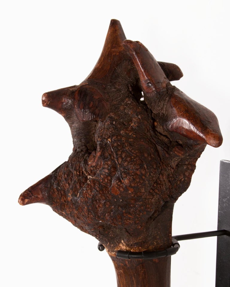 Native American Penobscot Root Club at 1stDibs