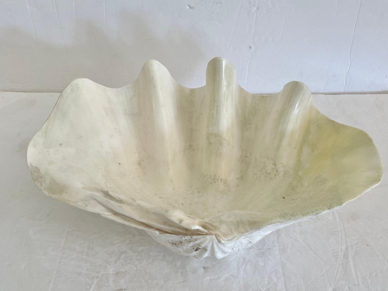 Natural Clam Shell For Sale at 1stDibs