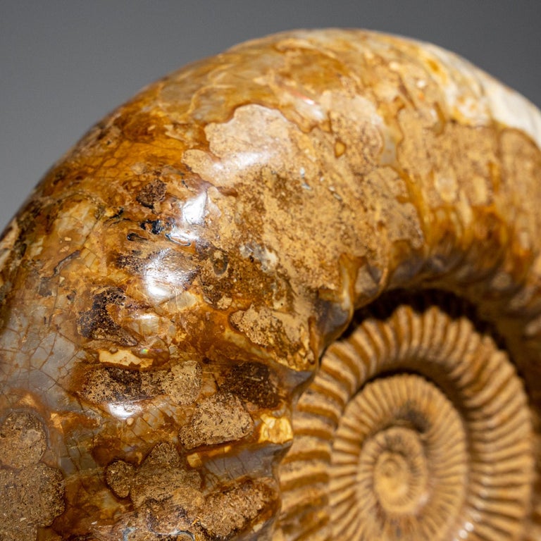 Natural Ammonite Fossil from Madagascar '10.8 lbs' For Sale at 1stDibs