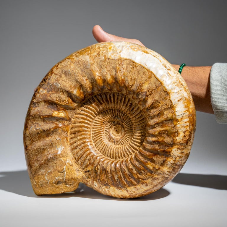 Natural Ammonite Fossil from Madagascar '10.8 lbs' For Sale at 1stDibs