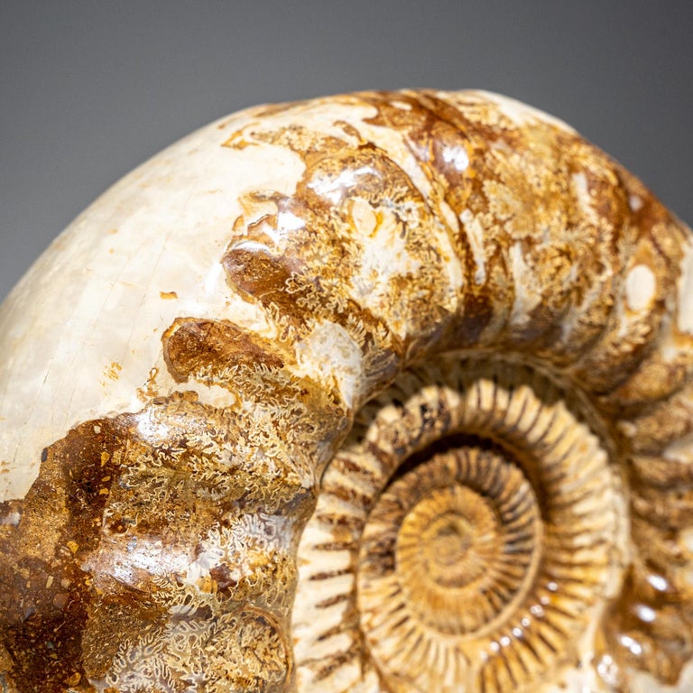 Natural Genuine Ammonite Fossil from Madagascar '7.7 lbs' For Sale at ...