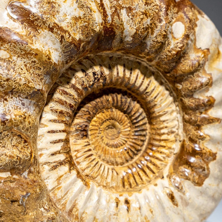 Natural Genuine Ammonite Fossil from Madagascar '7.7 lbs' For Sale at ...