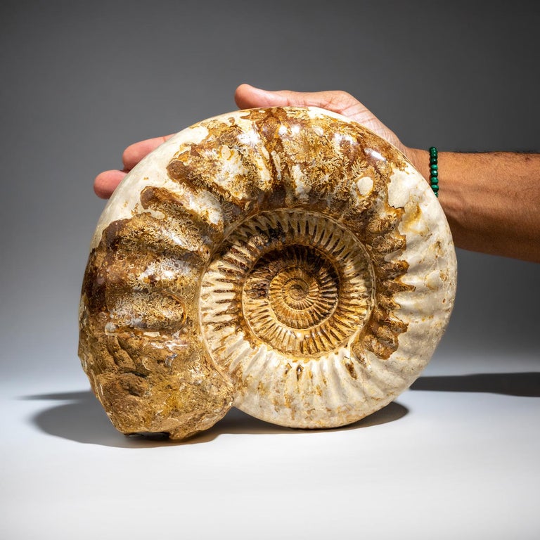 Natural Genuine Ammonite Fossil from Madagascar '7.7 lbs' For Sale at ...