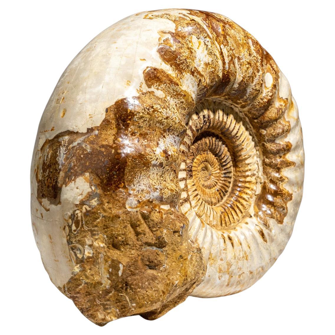 Free Standing Fossil Ammonite Cluster from Madagascar, Cretaceous ...