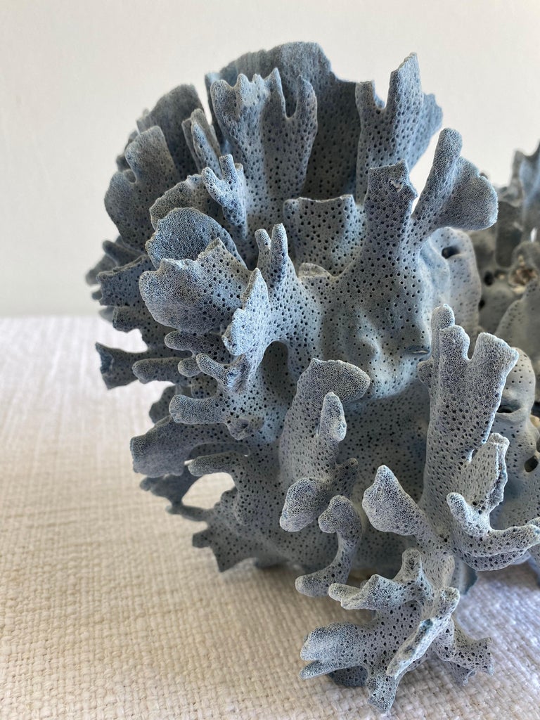 Natural Blue Coral at 1stDibs