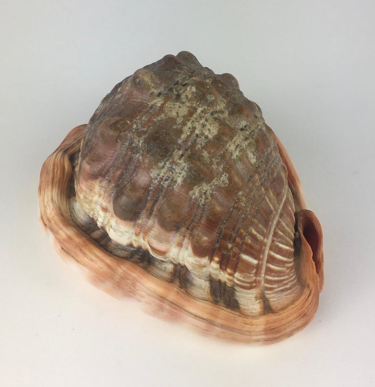 Natural Bullmouth Helmet, Cameo Sea Shell at 1stDibs | bullmouth helmet ...