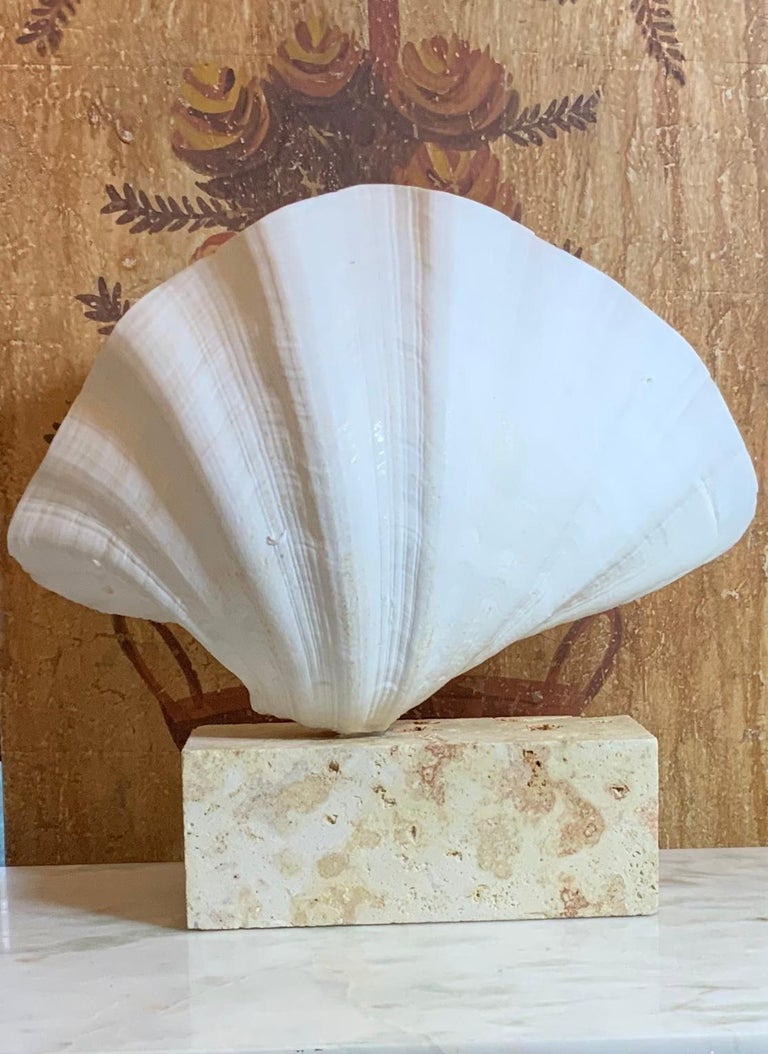 Natural Clamshell Mounted on a Natural Coral Base at 1stDibs