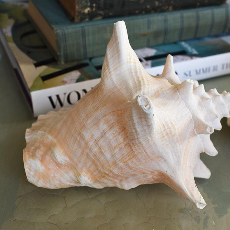 Natural Conch Shell Specimens, a Pair at 1stDibs | conch shell asian paints