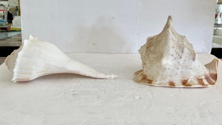 Natural Conch Shells, a Pair For Sale at 1stDibs