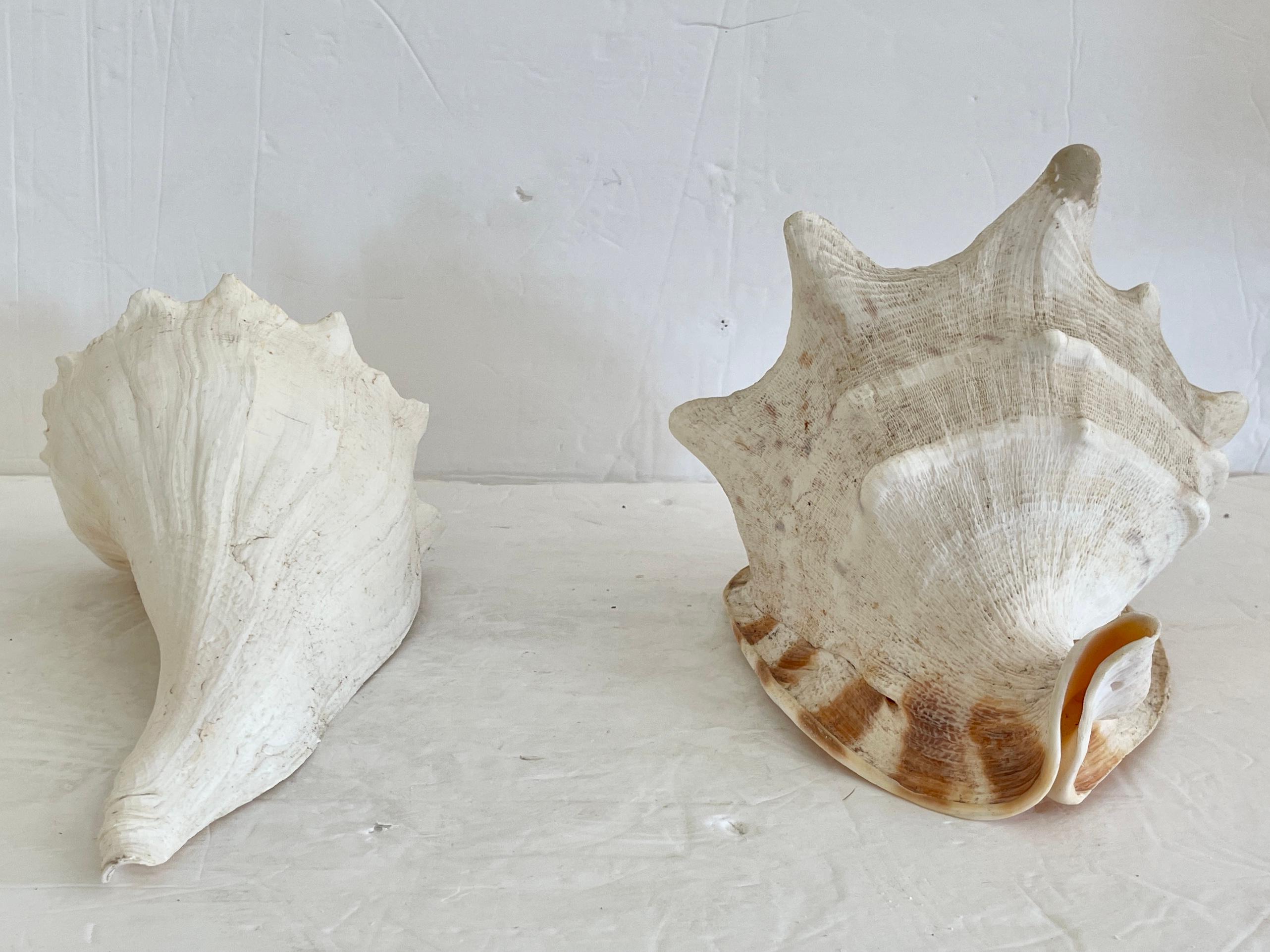 Natural Conch Shells, a Pair For Sale at 1stDibs