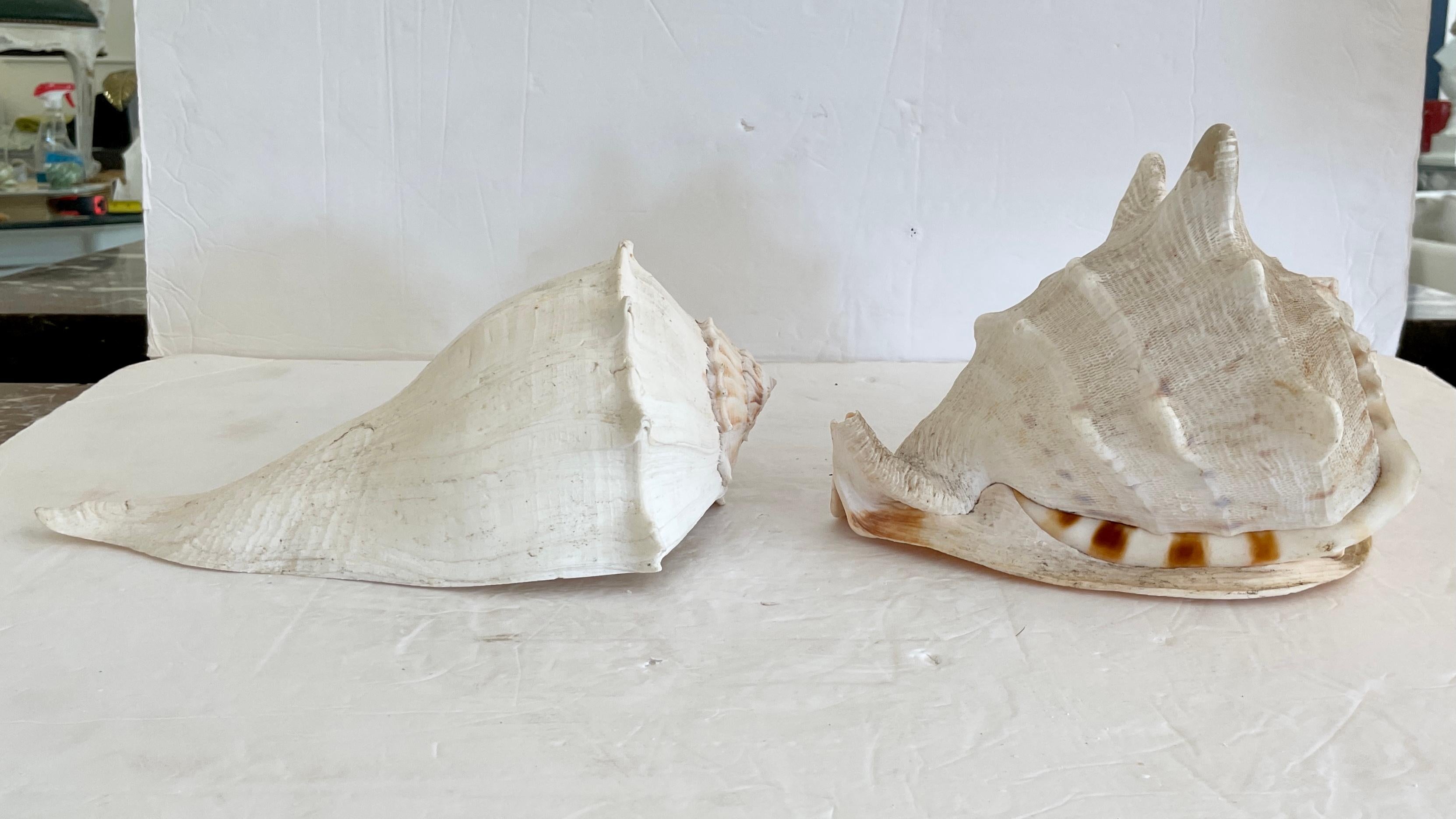 Natural Conch Shells, a Pair For Sale at 1stDibs