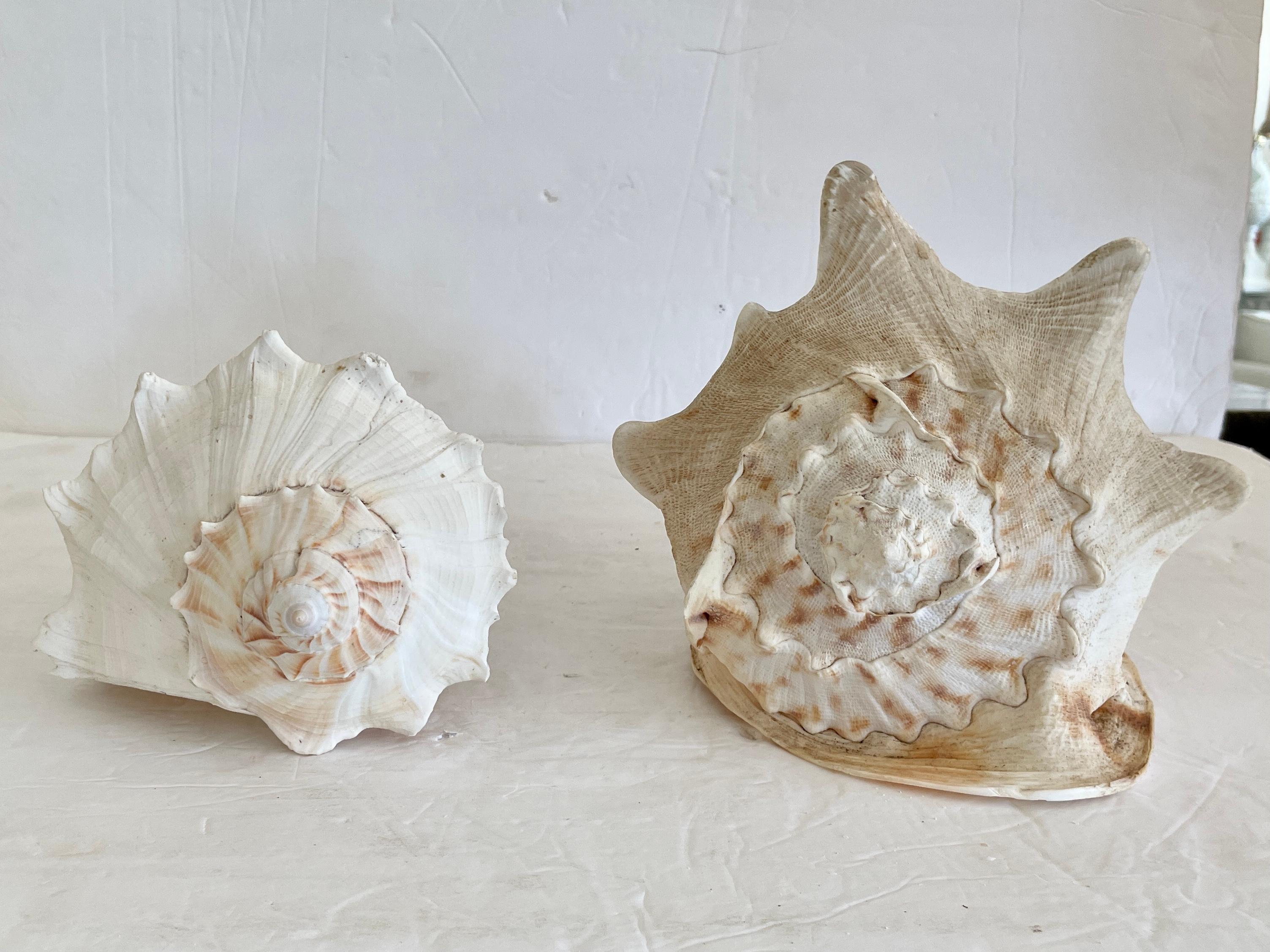 Natural Conch Shells, a Pair For Sale at 1stDibs
