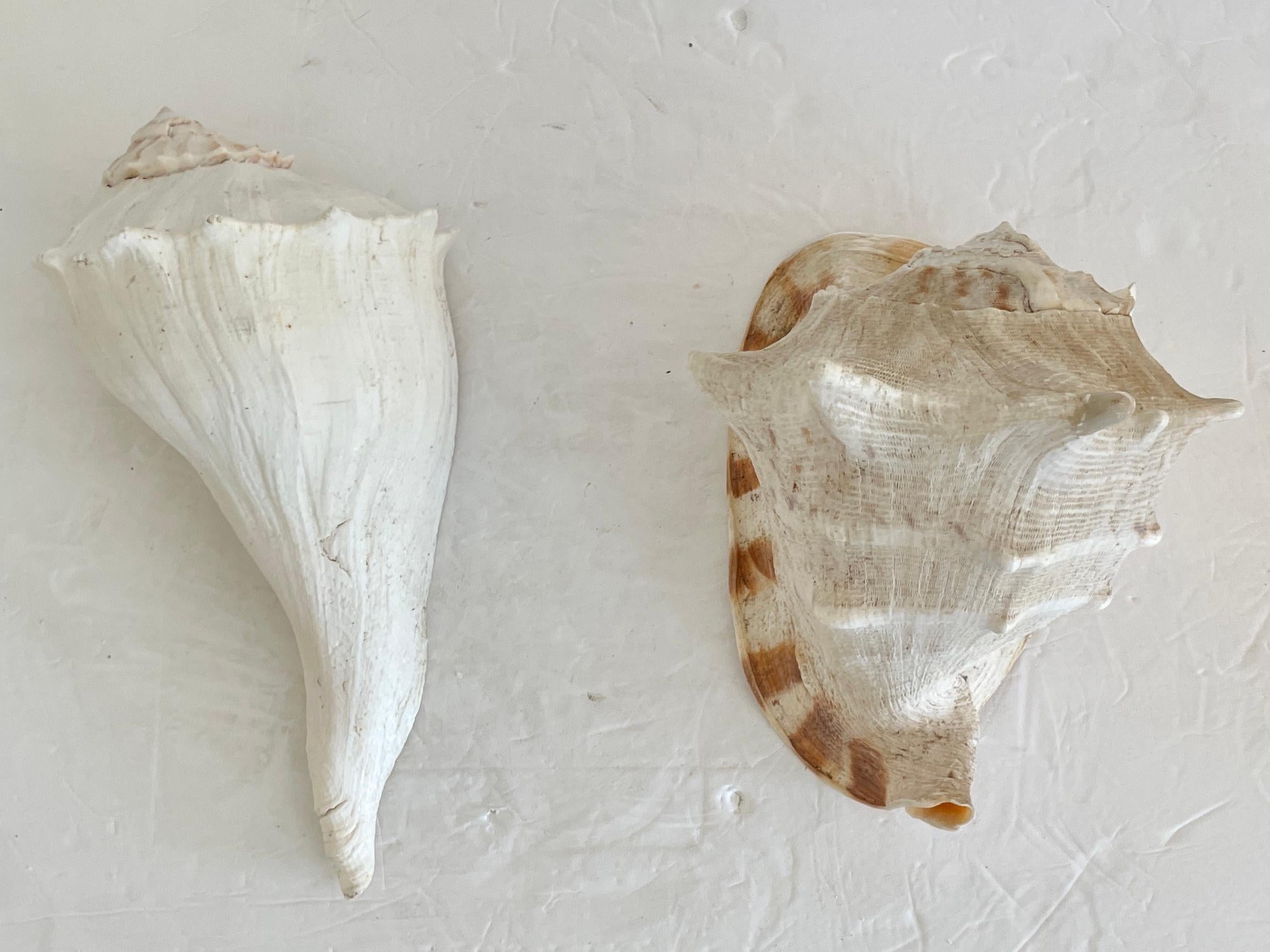 Natural Conch Shells, a Pair For Sale at 1stDibs