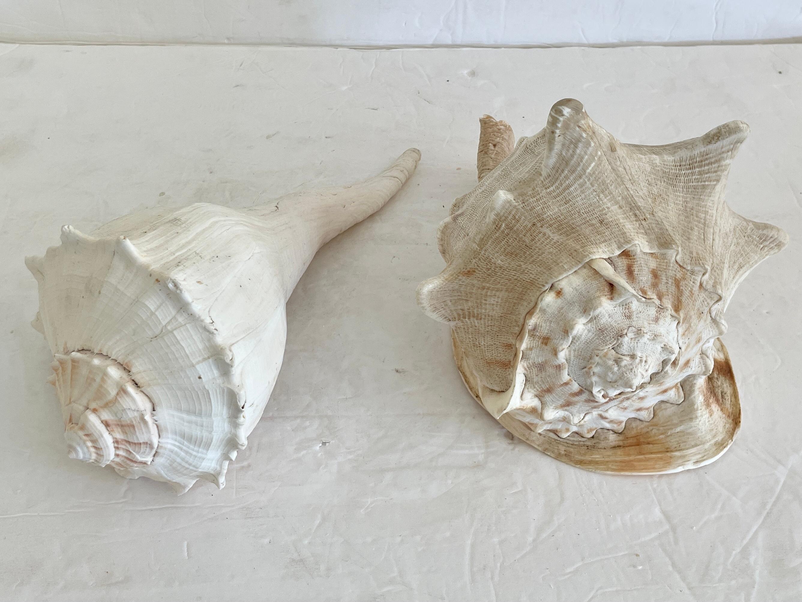 Natural Conch Shells, a Pair For Sale at 1stDibs