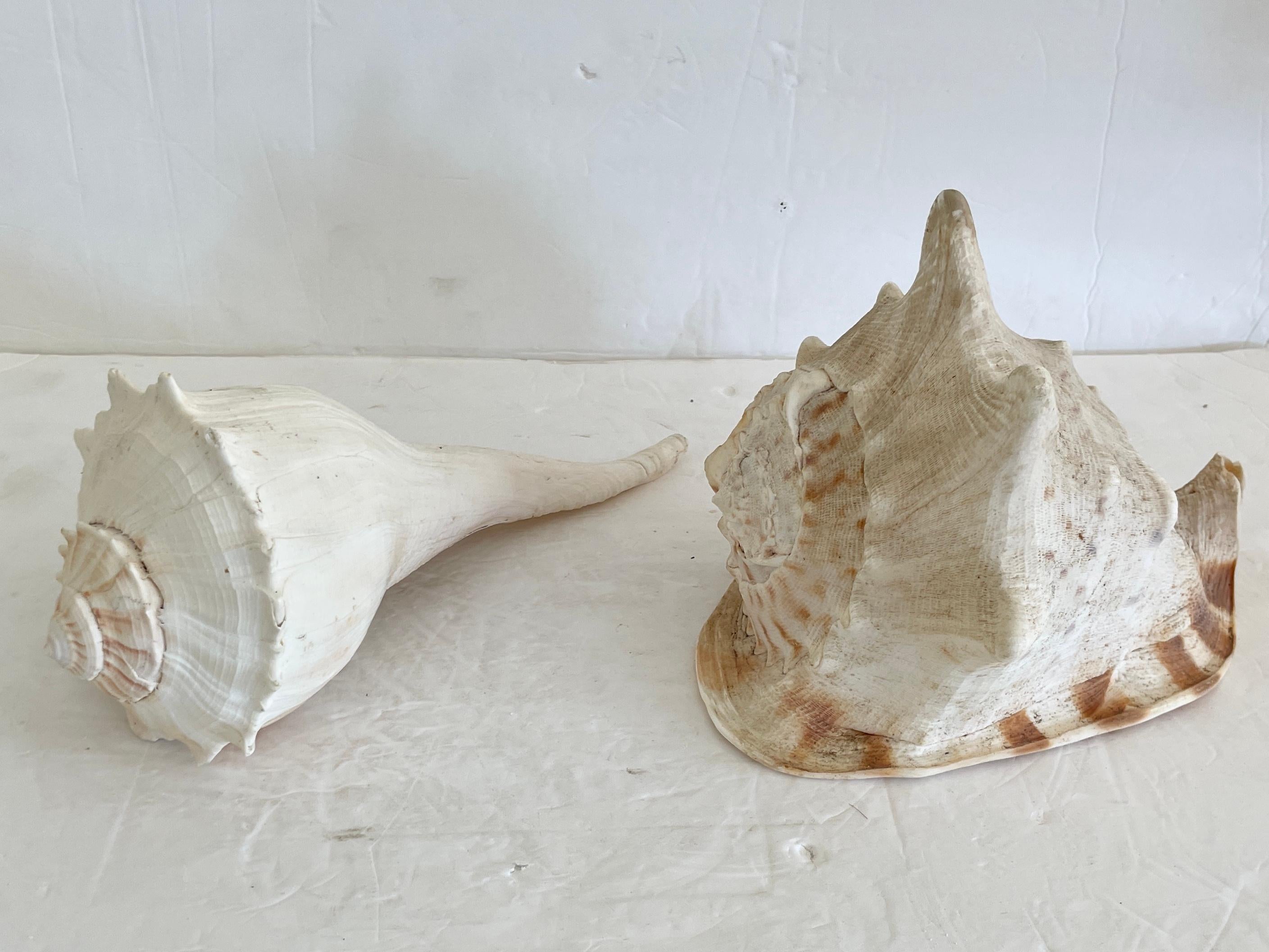 Natural Conch Shells, a Pair For Sale at 1stDibs