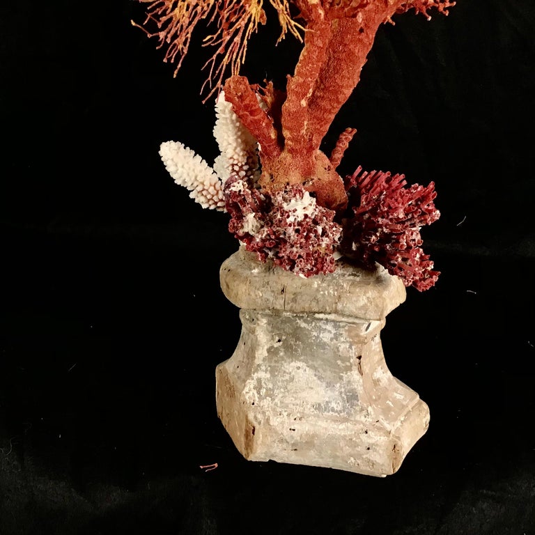 Natural Coral Mounted On 18th Century Fragment For Sale at 1stDibs