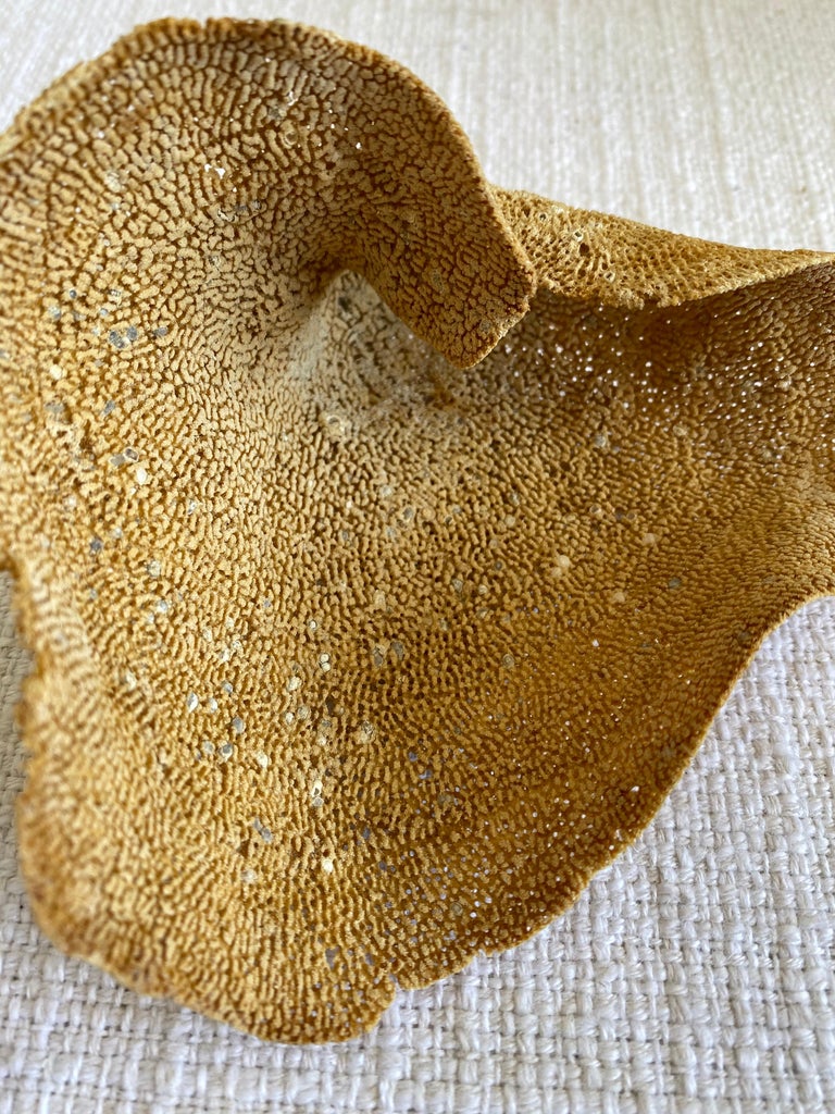 Natural Curled Sea Sponge at 1stDibs | real sea sponge for sale, sponge ...