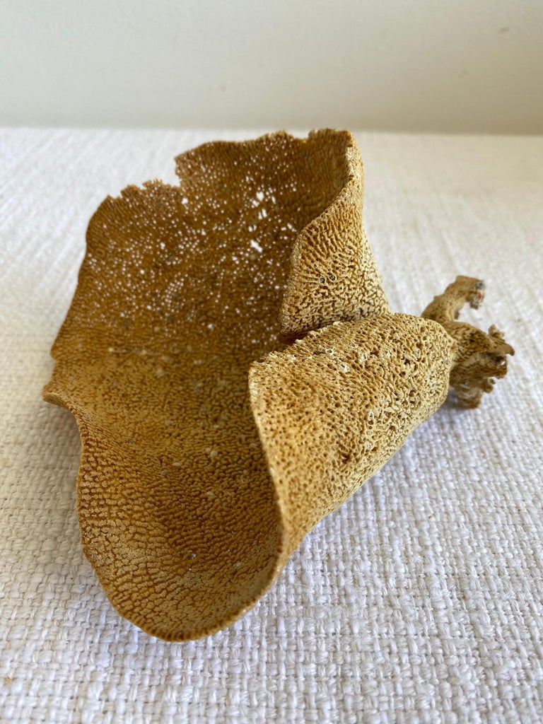 Natural Curled Sea Sponge at 1stDibs | real sea sponge for sale, sponge ...