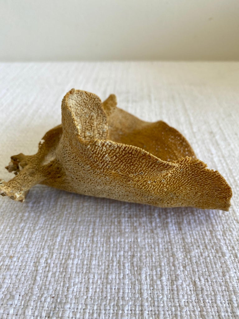 Natural Curled Sea Sponge at 1stDibs | real sea sponge for sale, sponge ...