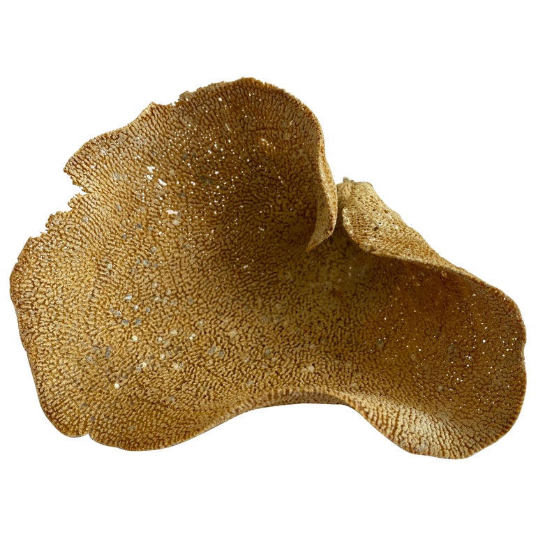 Natural Curled Sea Sponge at 1stDibs | real sea sponge for sale, sponge ...