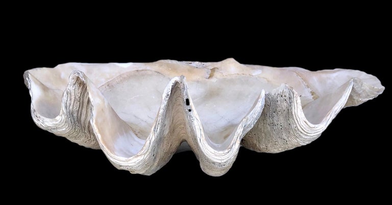 Natural Giant Clam Shell For Sale at 1stDibs