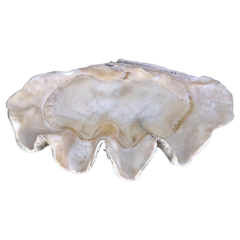 Natural Giant Clam Shell For Sale at 1stDibs