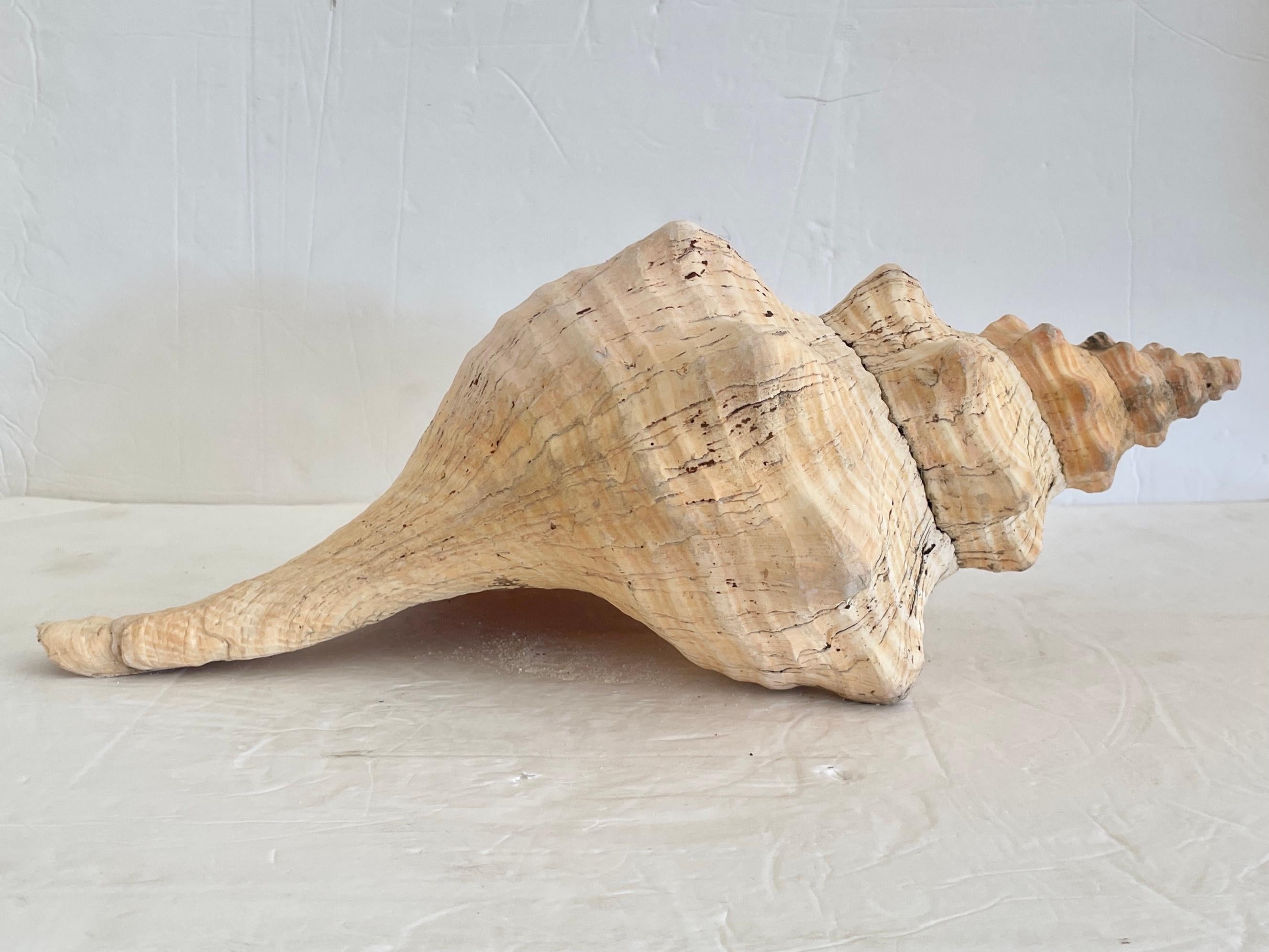 Natural Long Conch Shell For Sale at 1stDibs | conch snail without ...
