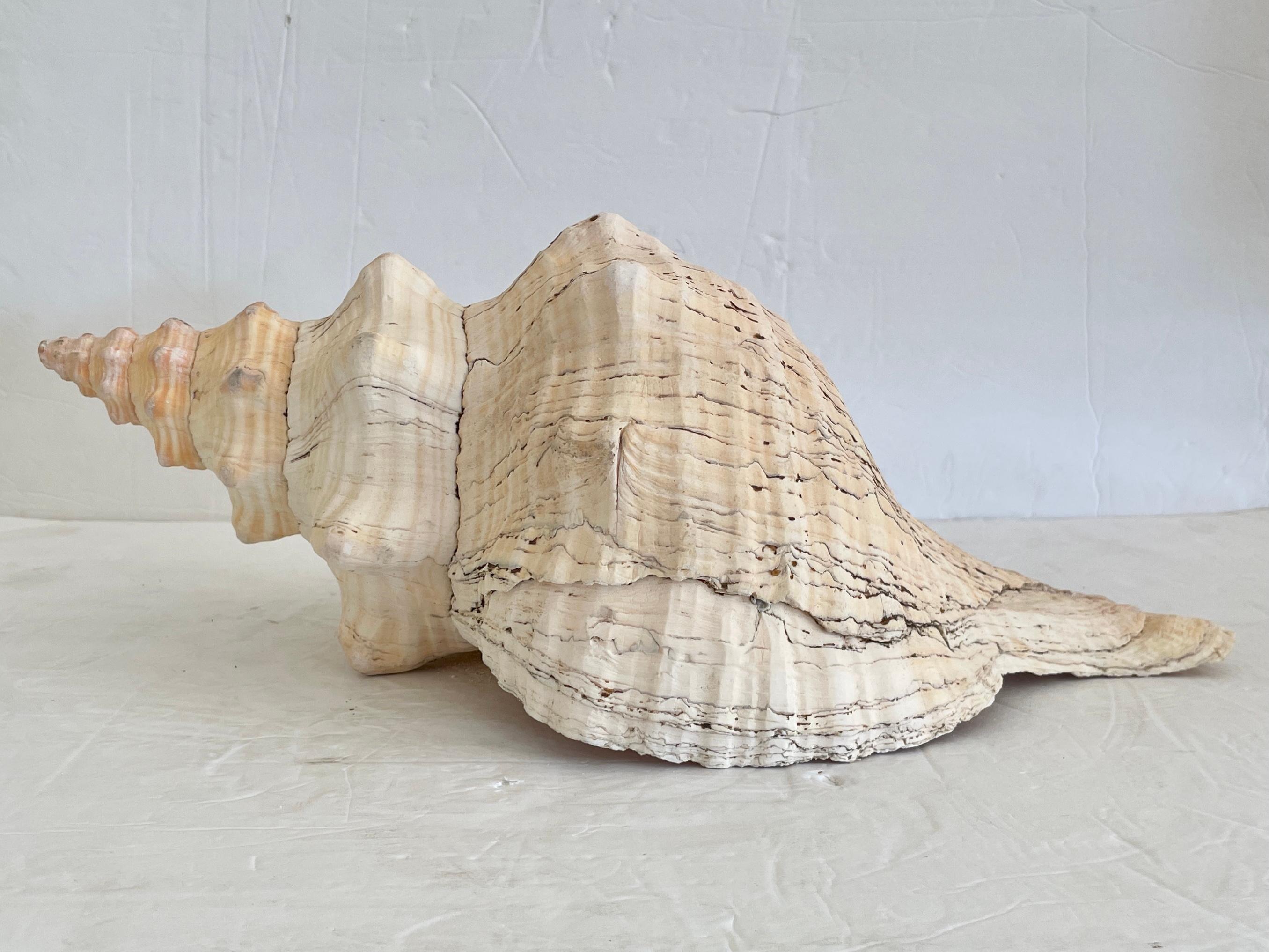 Natural Long Conch Shell For Sale at 1stDibs | conch snail without ...