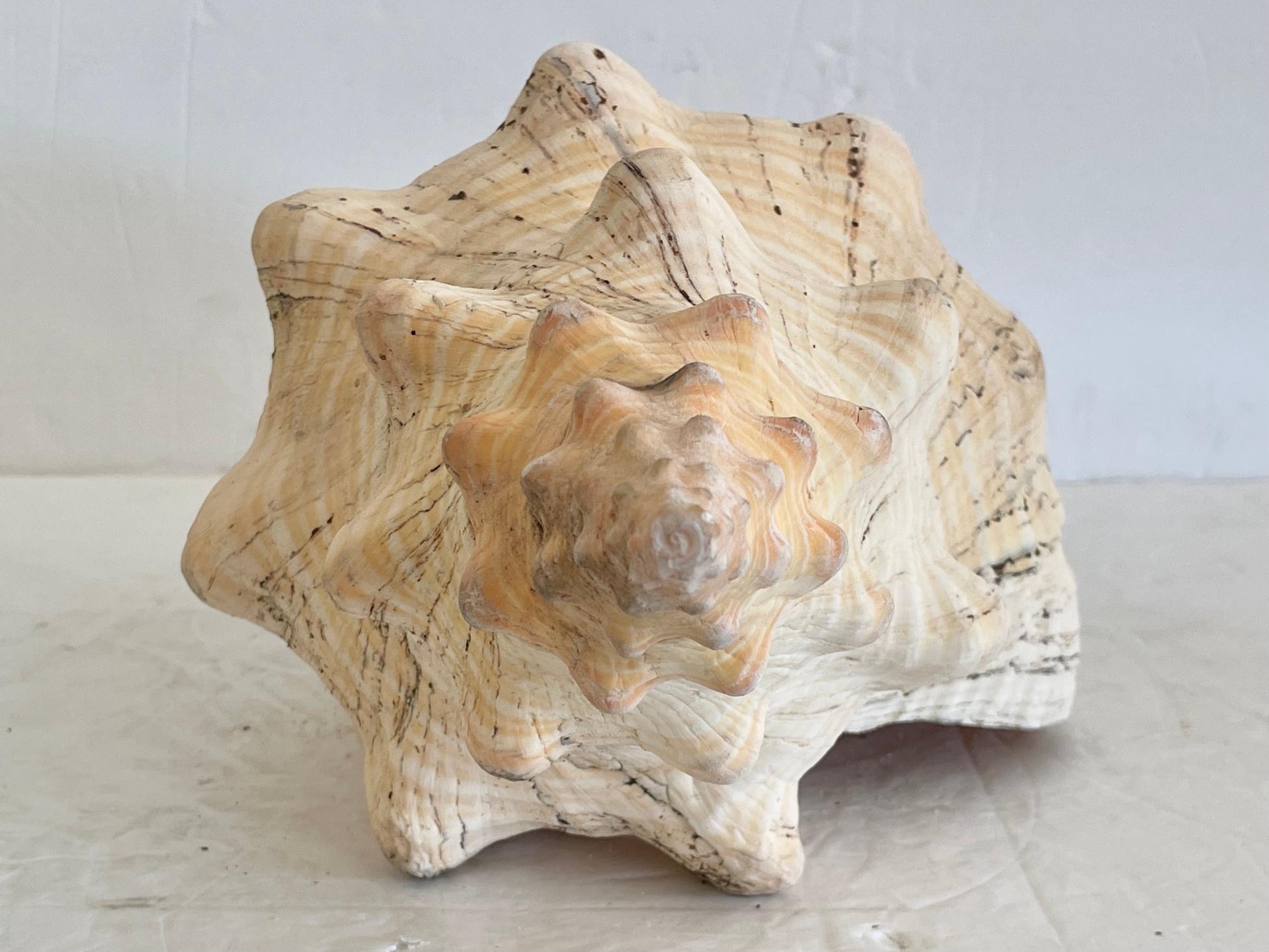 Natural Long Conch Shell For Sale at 1stDibs | conch snail without ...