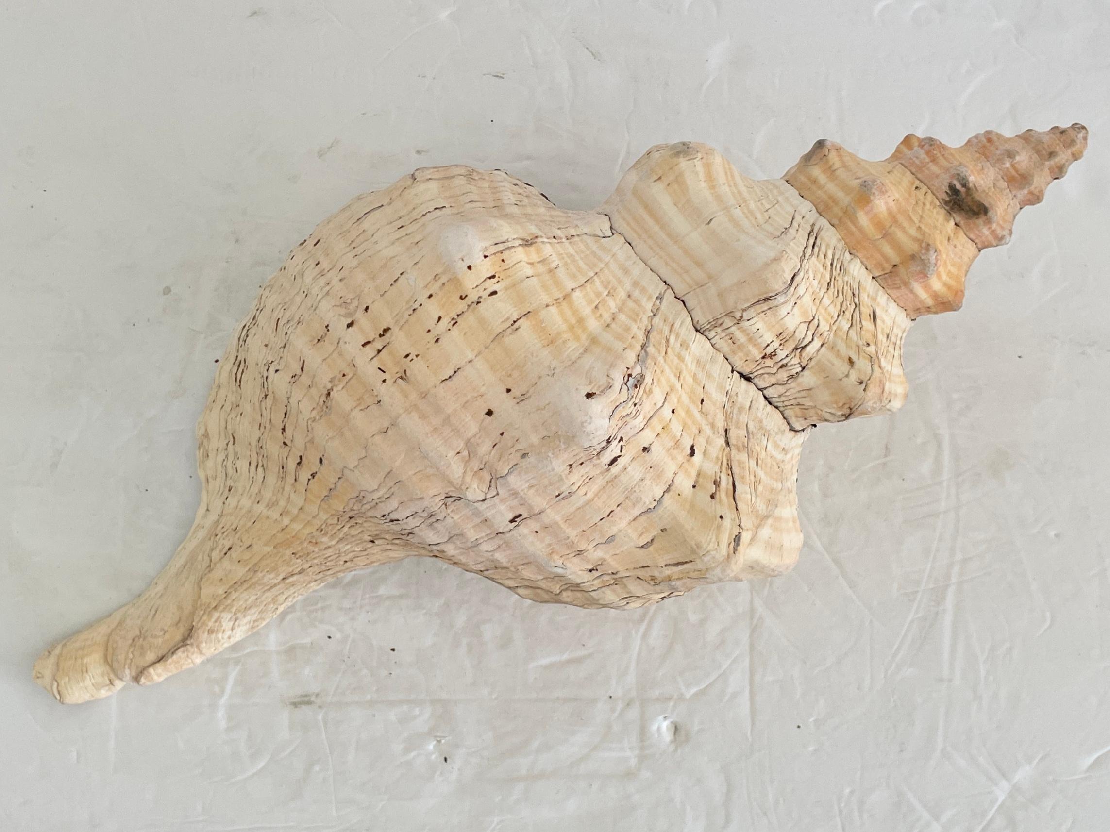 Natural Long Conch Shell For Sale at 1stDibs | conch snail without ...