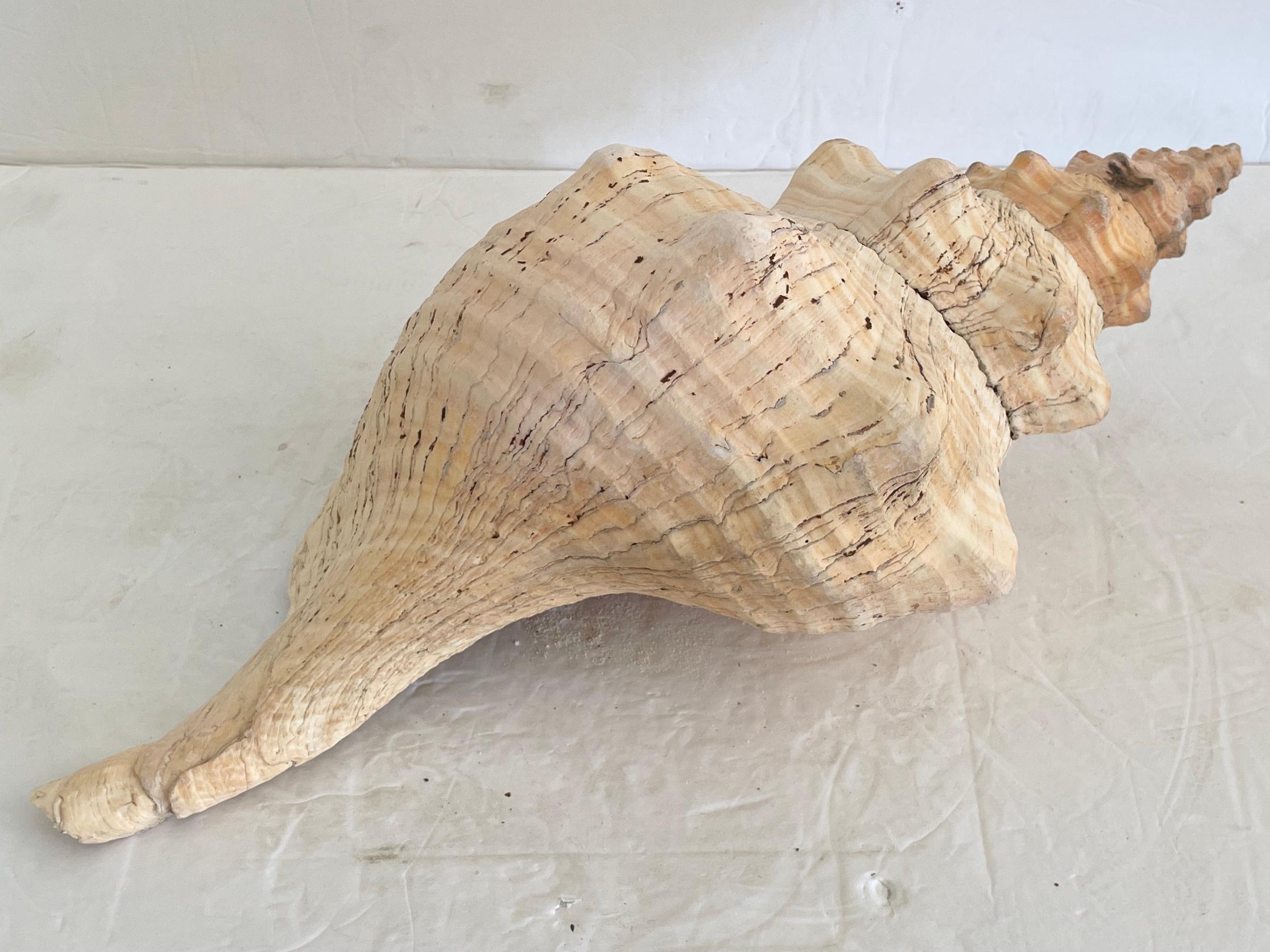 Natural Long Conch Shell For Sale at 1stDibs | spiky conch shell