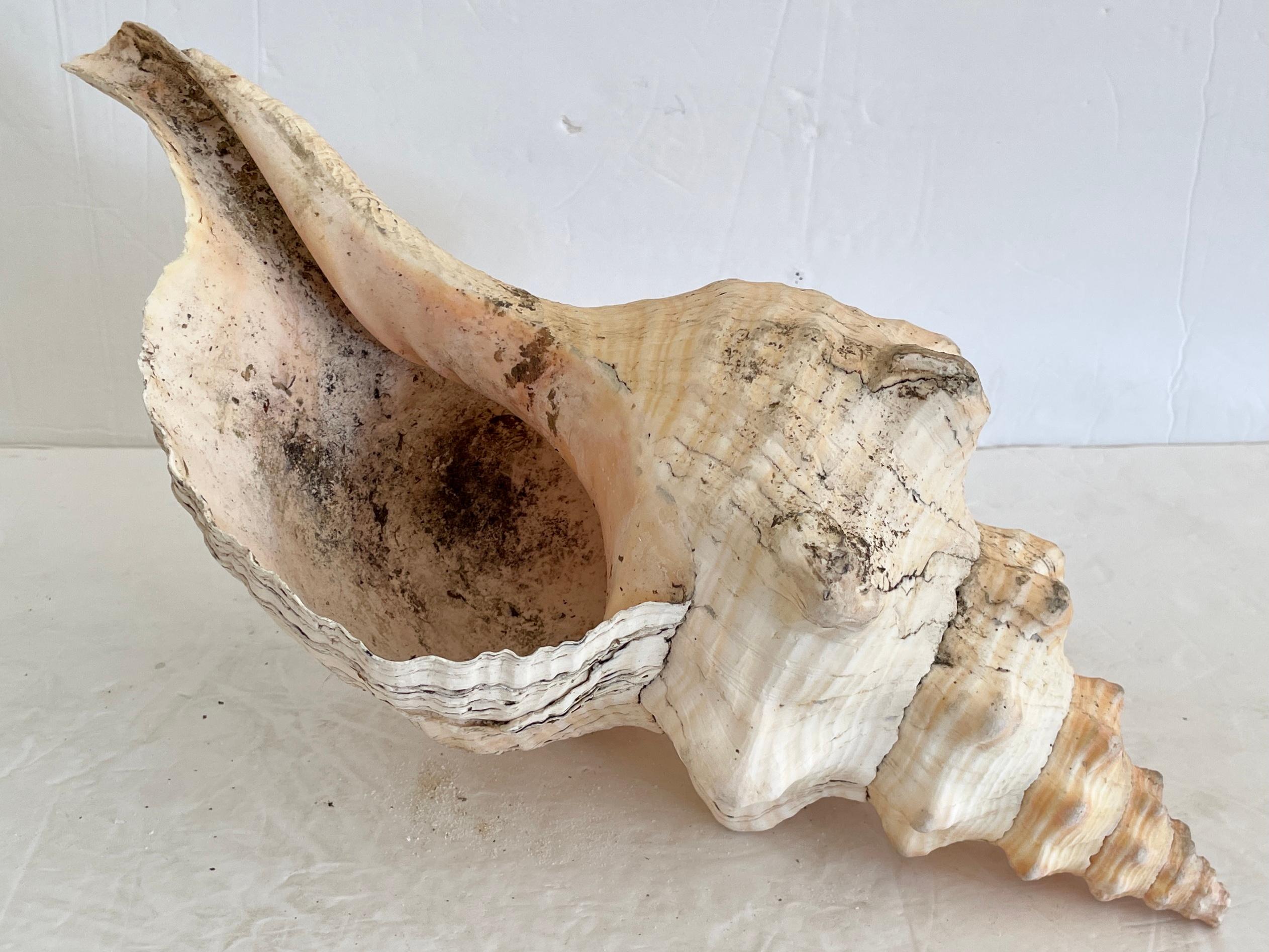 Natural Long Conch Shell For Sale at 1stDibs | conch snail without ...