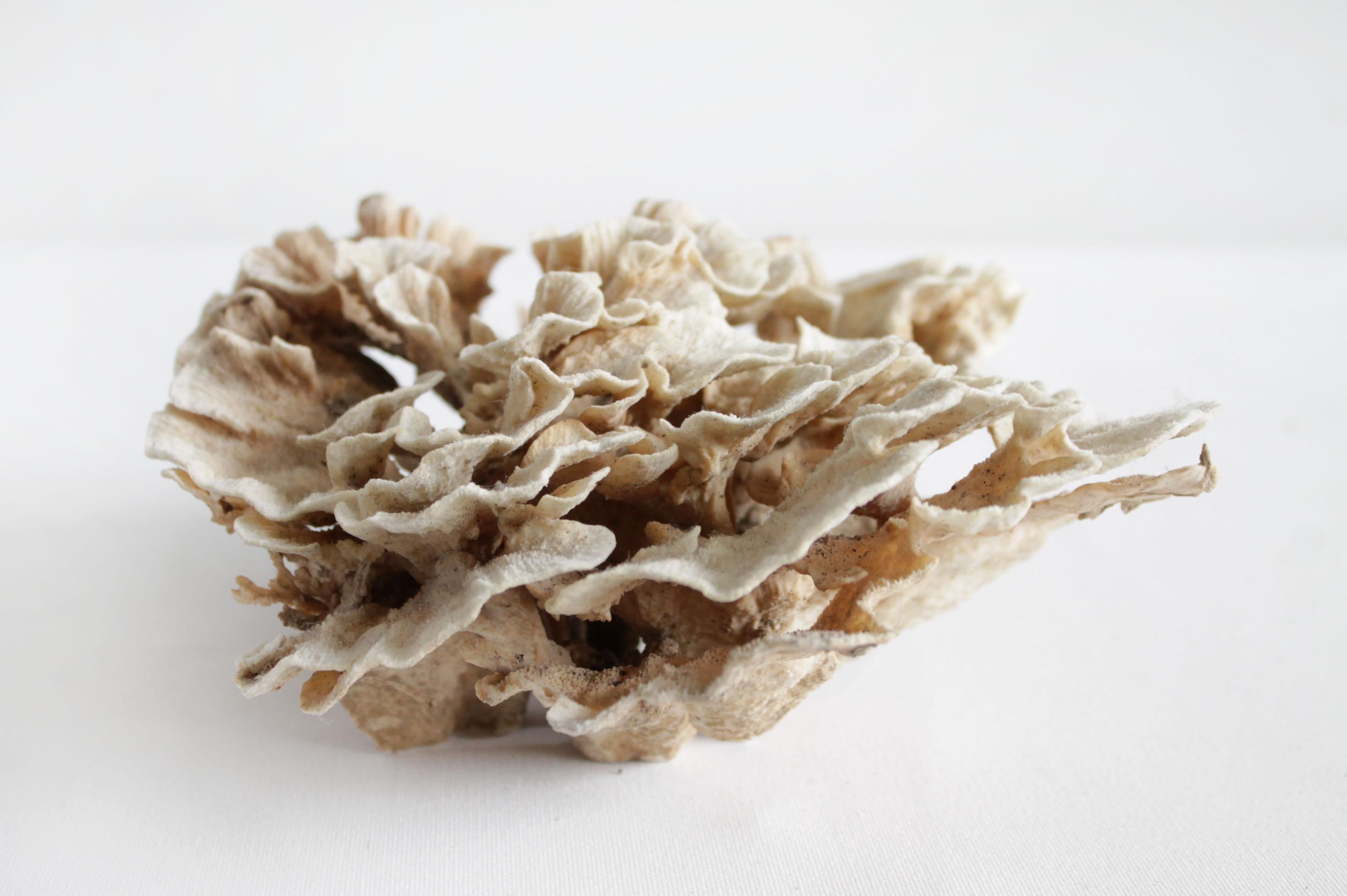 Natural Petite Lace Real Coral at 1stDibs