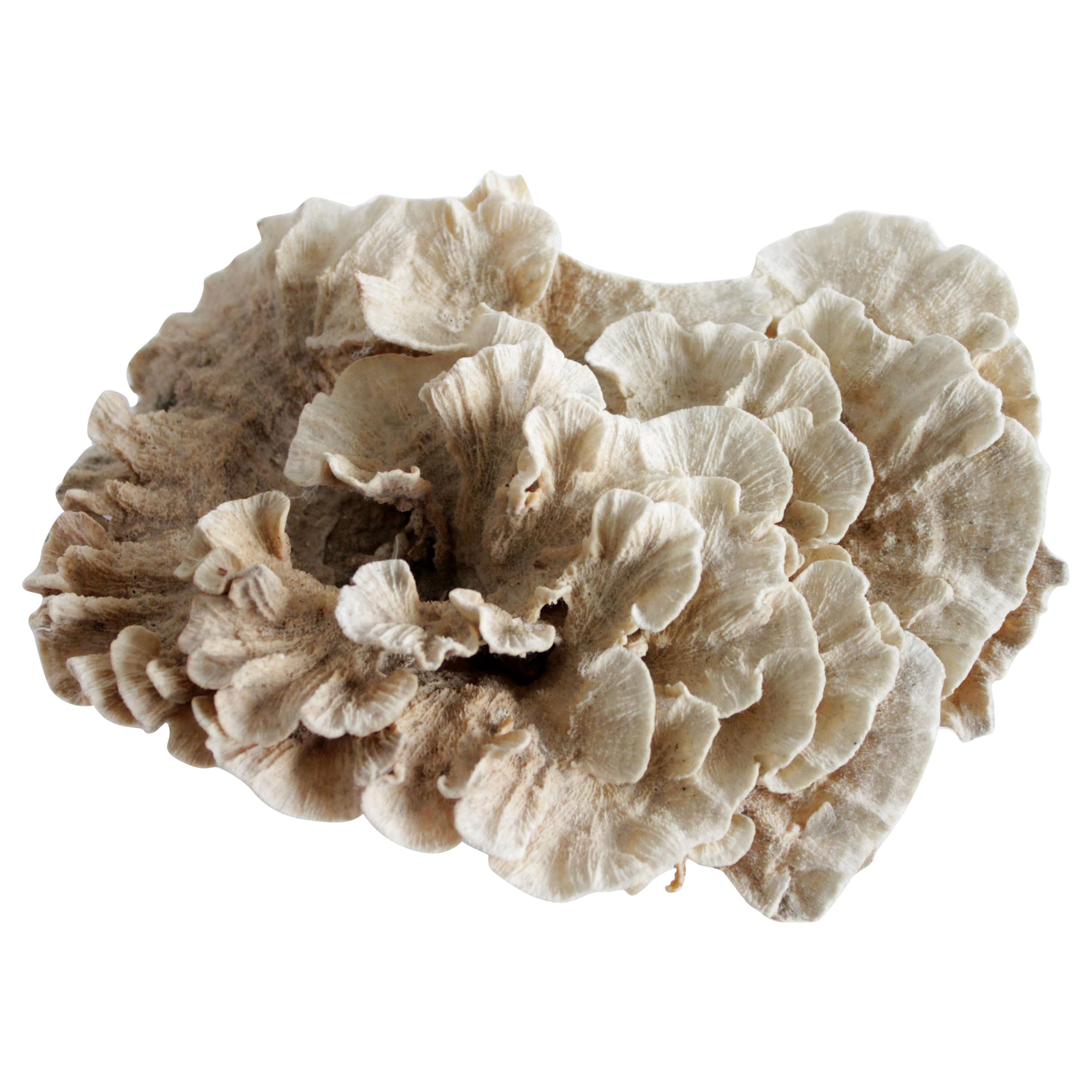 Natural Petite Lace Real Coral at 1stDibs